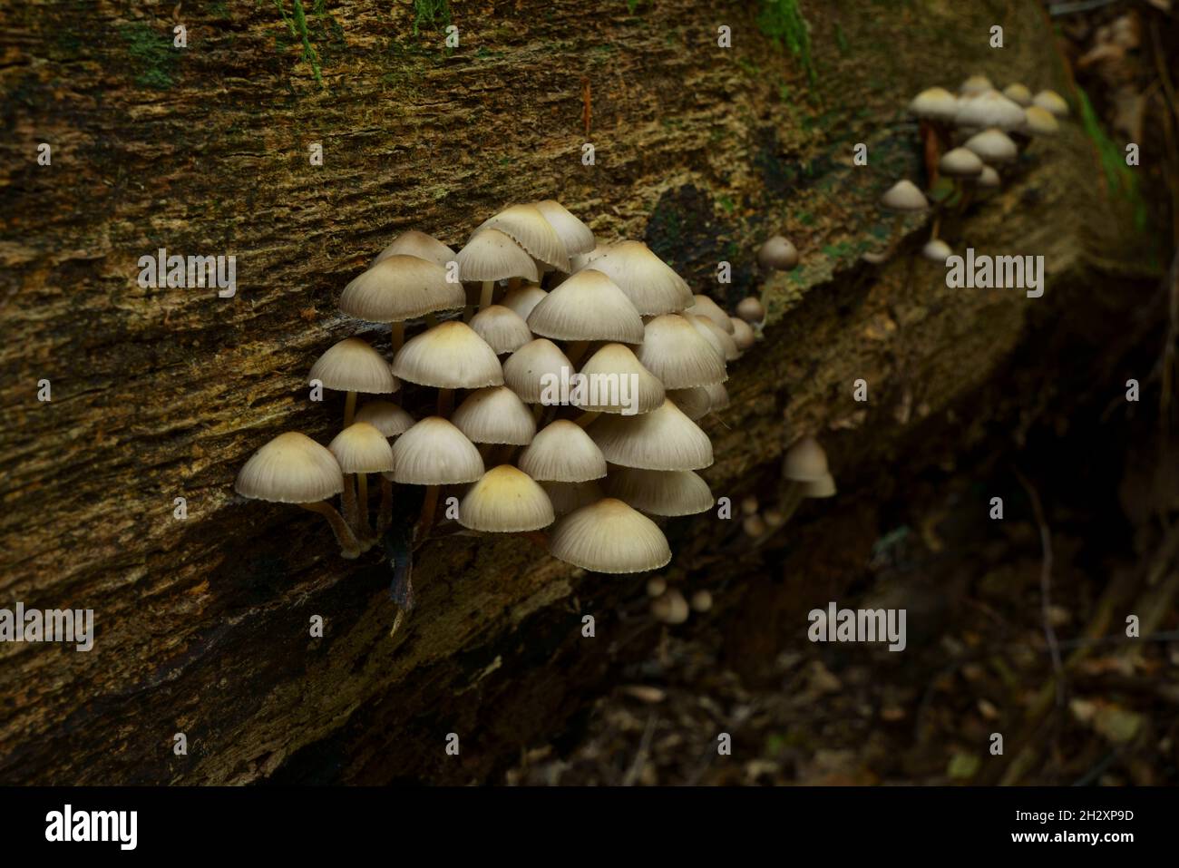 Clustered bonnet hi-res stock photography and images - Alamy
