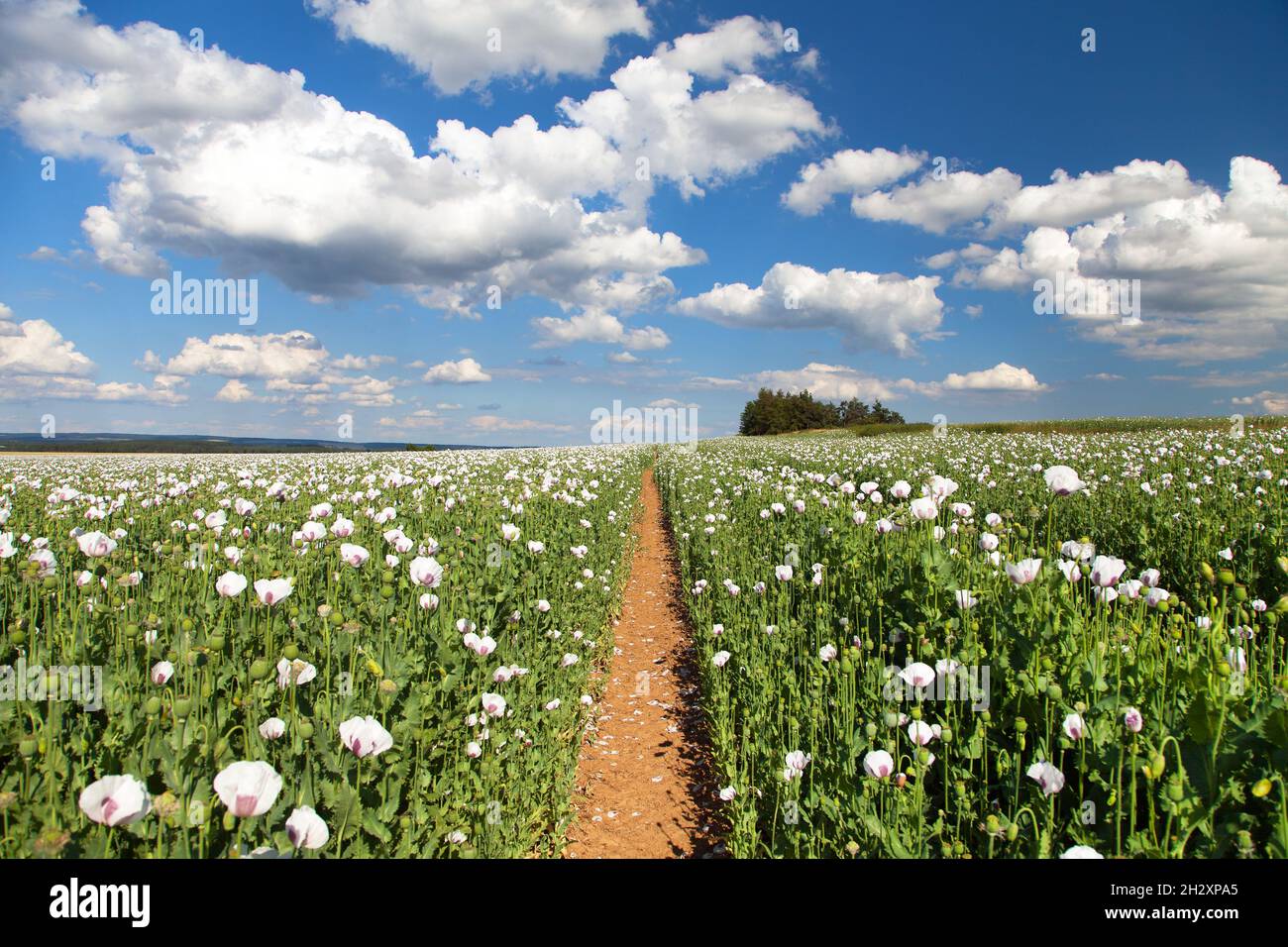 field of flowering opium poppy papaver somniferum and pathway Stock Photo - Alamy