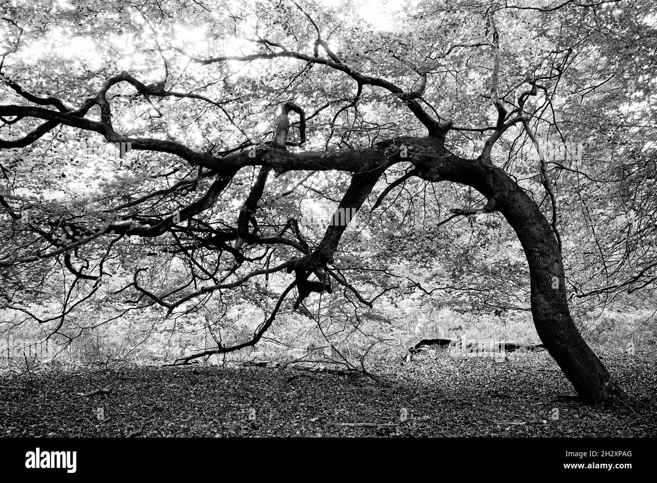 Black beech tree hi-res stock photography and images - Alamy