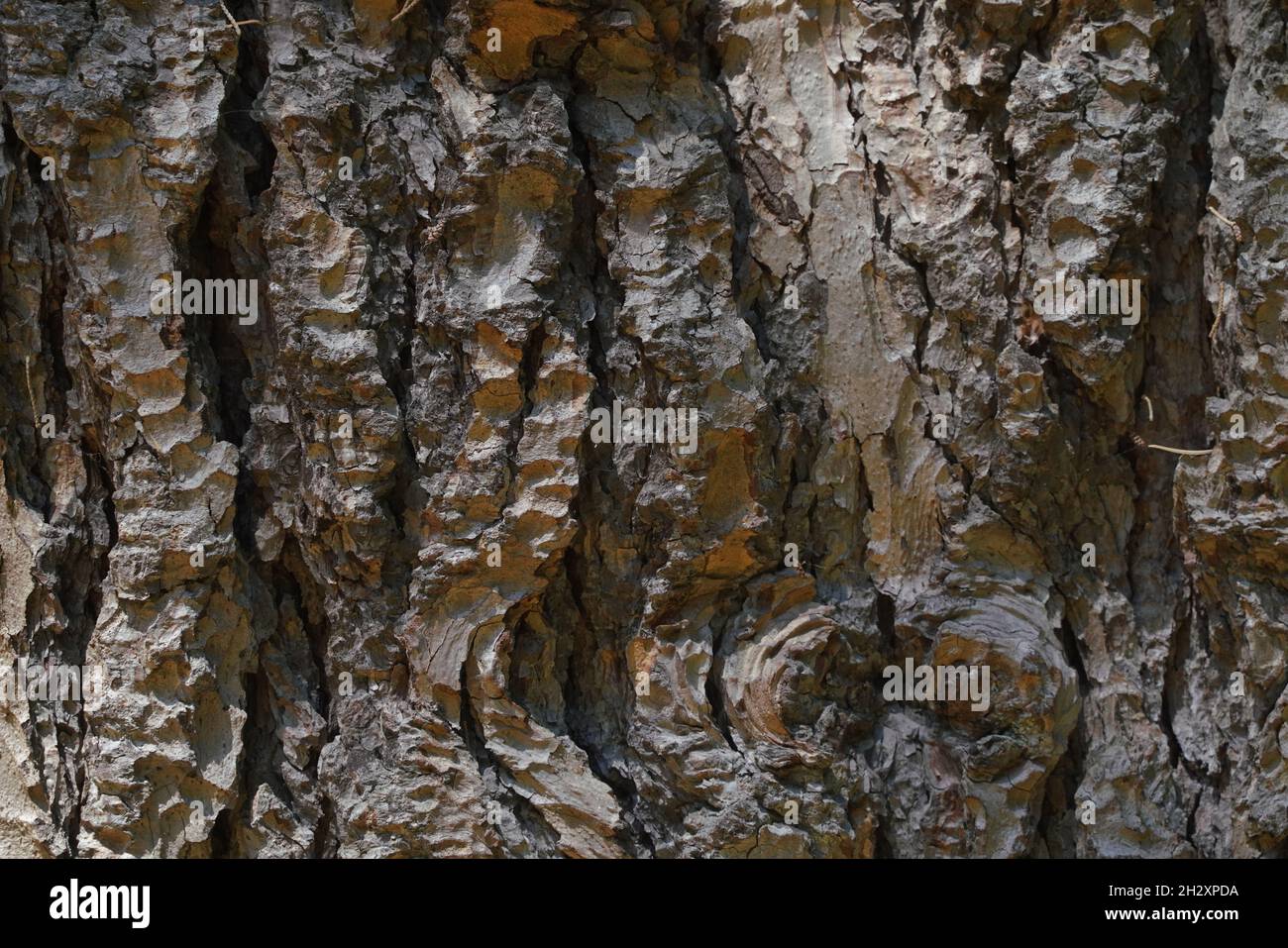 Tree bark texture background. High quality photo Stock Photo - Alamy