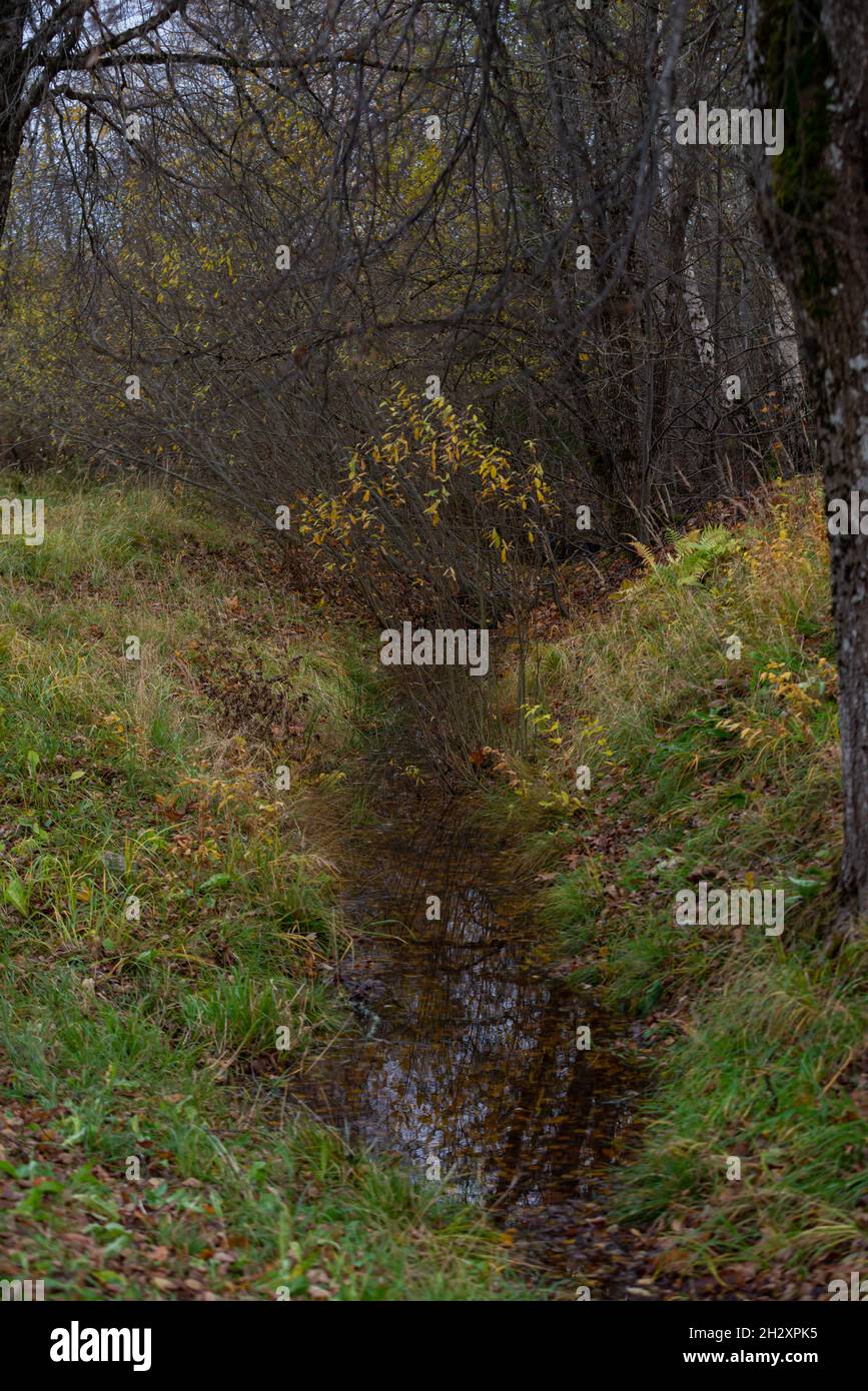 The ditch with water in the meadow is overgrown with bushes and yellow ...