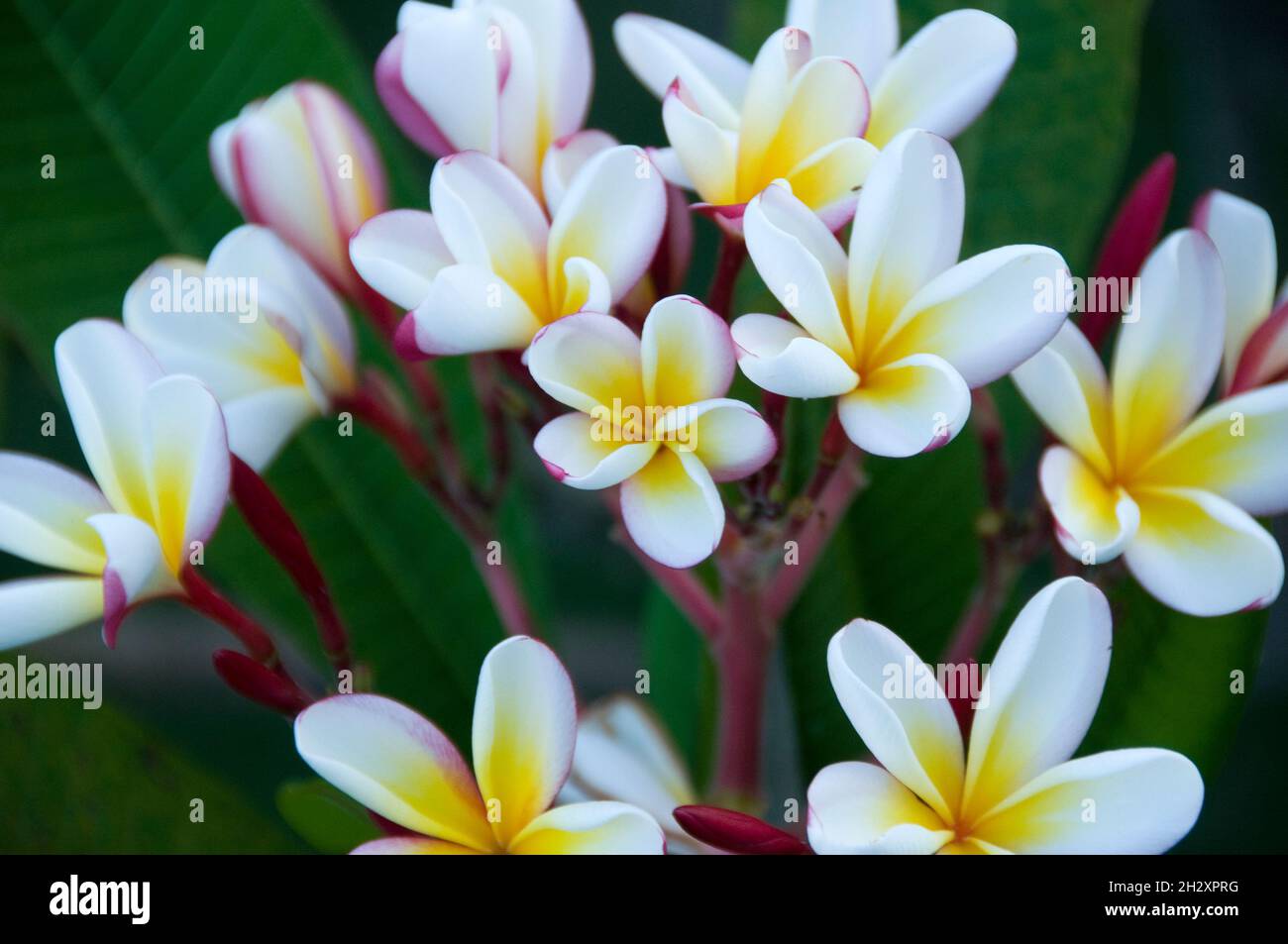 Bora Bora Flower High Resolution Stock Photography and Images - Alamy