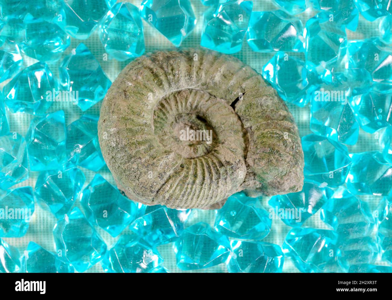 Fossilized shell hi-res stock photography and images - Alamy