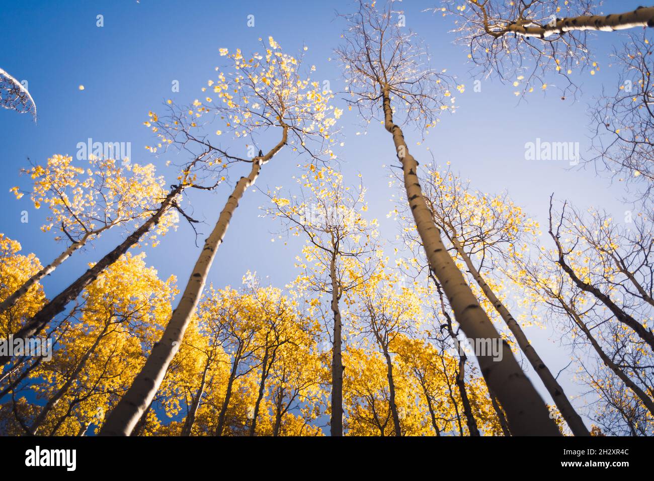 Yellow aspen trees hi-res stock photography and images - Alamy