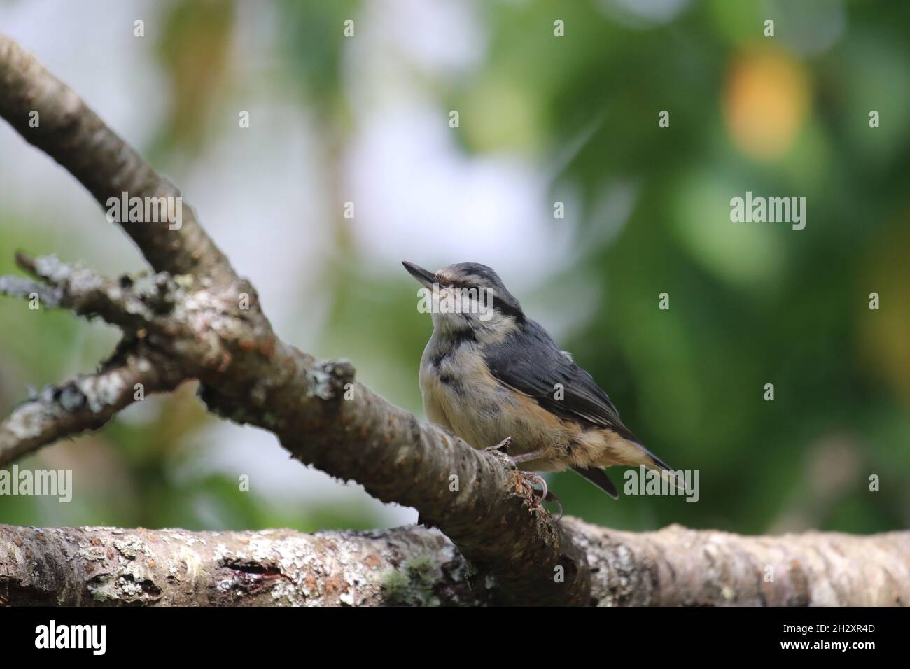 Colourful nuthatch hi-res stock photography and images - Alamy