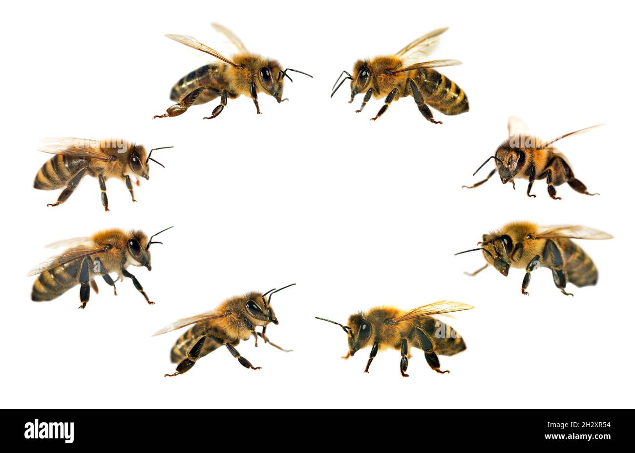 group of bee or honeybee in Latin Apis Mellifera, european or western ...