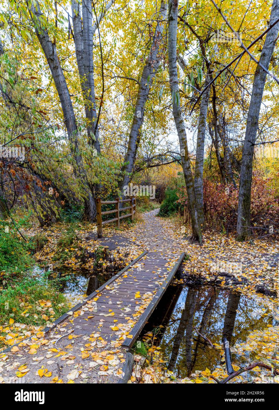 Fall colors in the trees over a creek with a bridge Stock Photo - Alamy