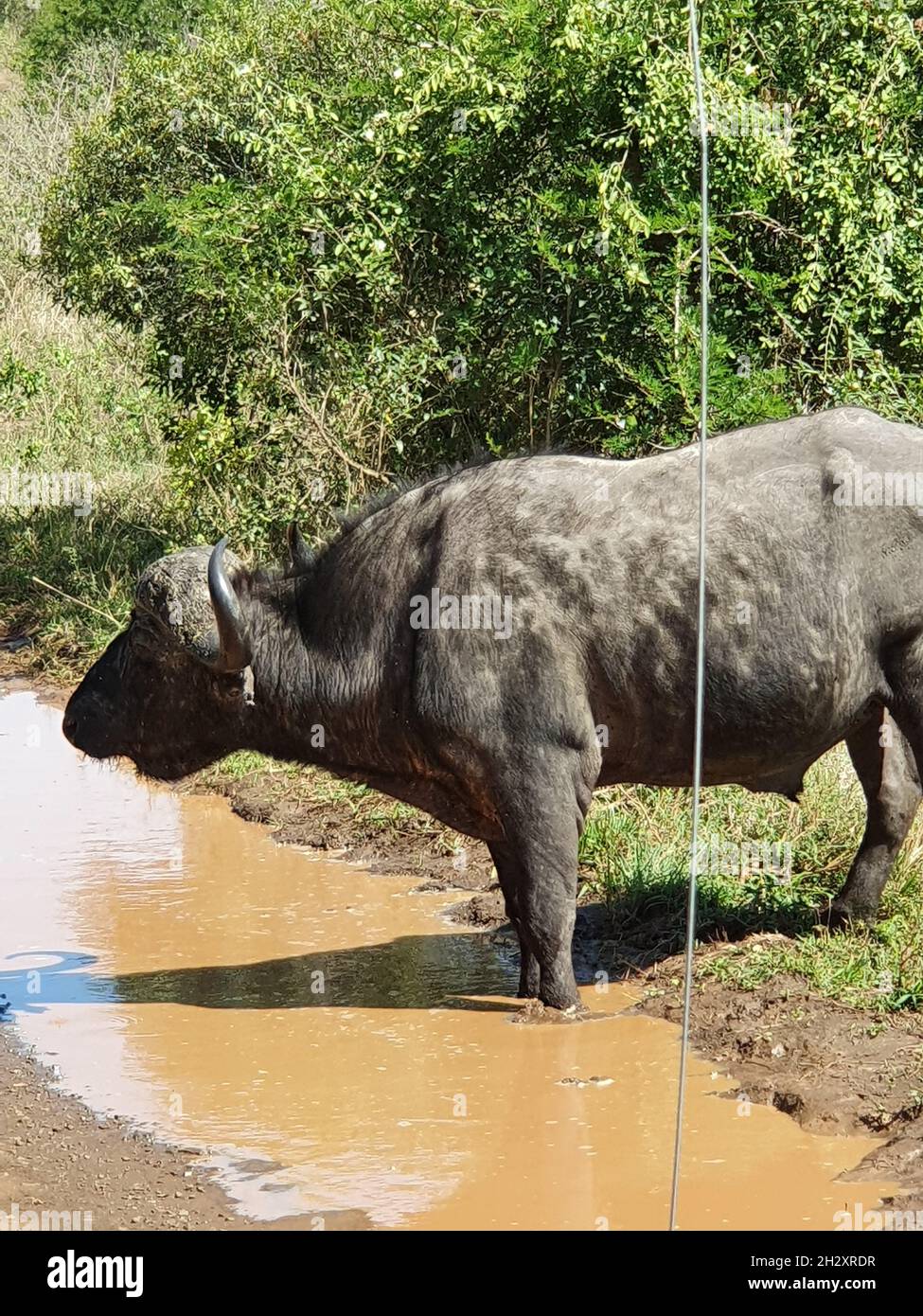A vertical shot of a bison in nature near the water Stock Photo - Alamy