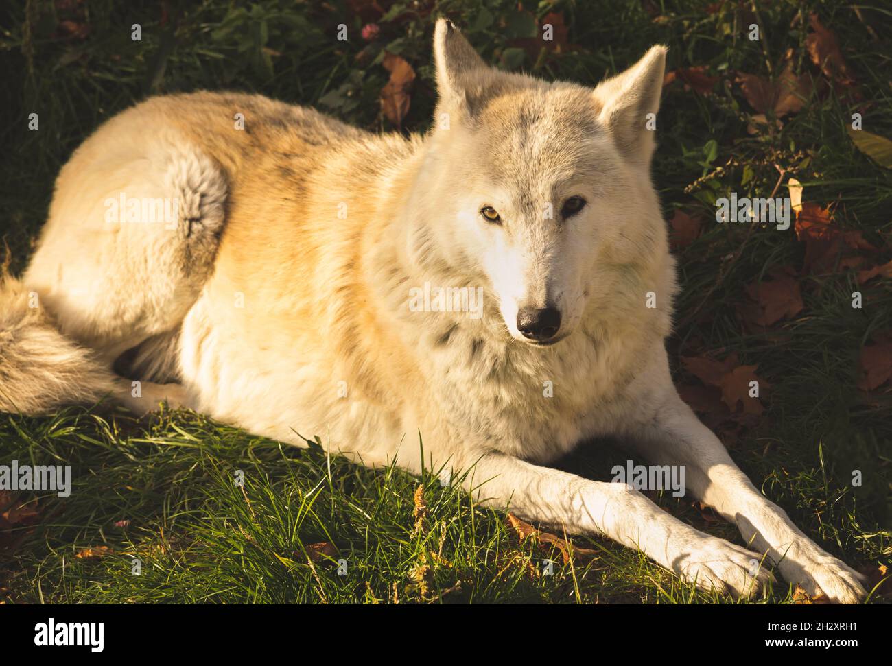 White wolf in sunset lights in nature close-up view portrait Stock ...