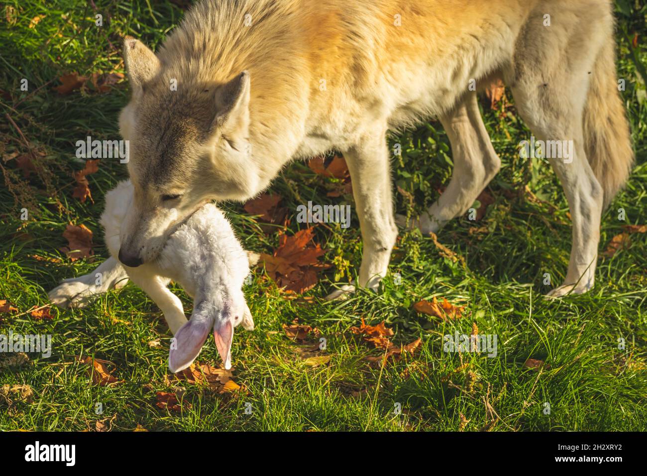 White wolf eating rabbit in forest in nature, prey in teeth closeup ...
