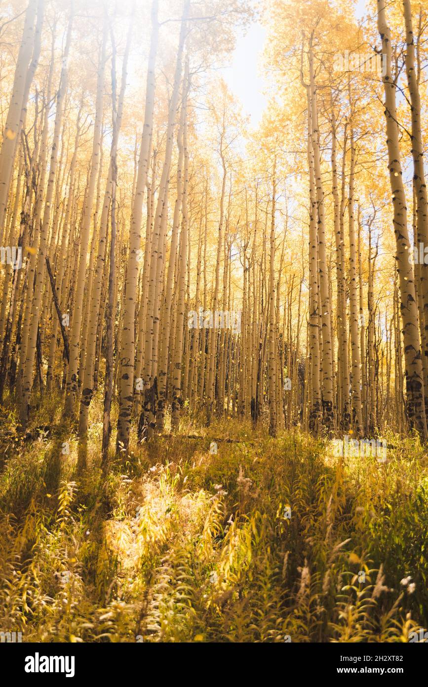 Aspen trees during fall in Vail, Colorado Stock Photo - Alamy