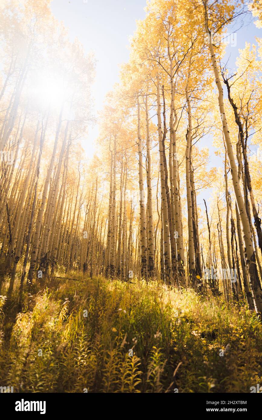 Aspen trees during fall in Vail, Colorado Stock Photo - Alamy