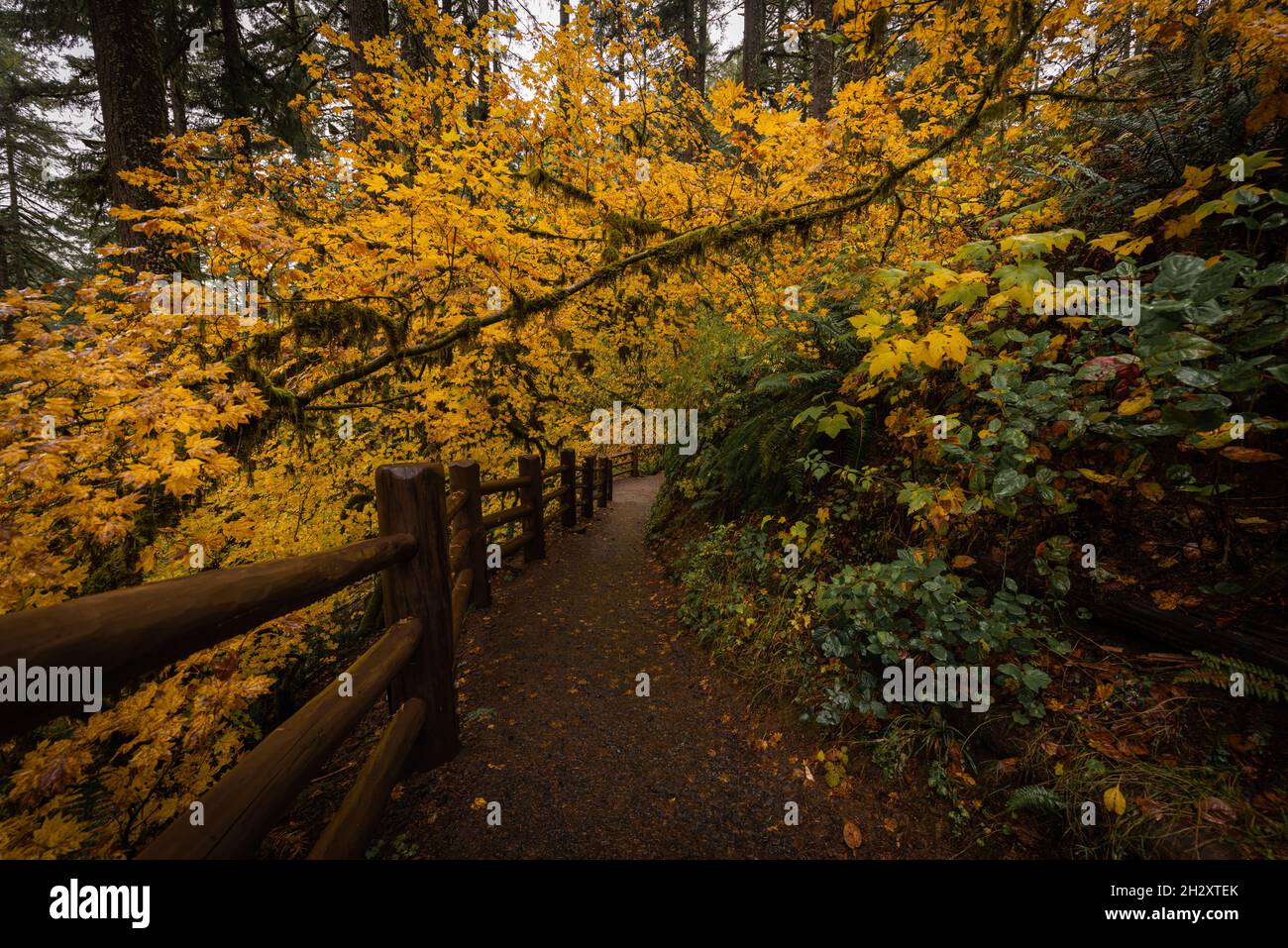 Beautiful fenced hiking trail path through magical lush autumn forest ...