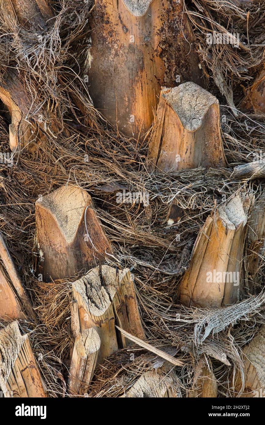 Palm detailed hi-res stock photography and images - Alamy