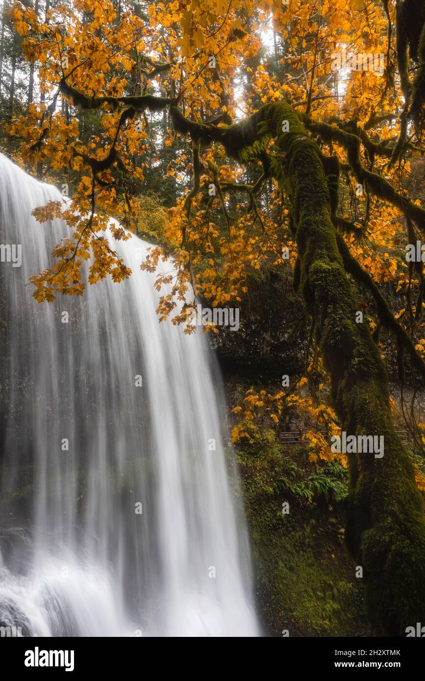 Beautiful flowing waterfall and fall foliage with golden colored autumn ...