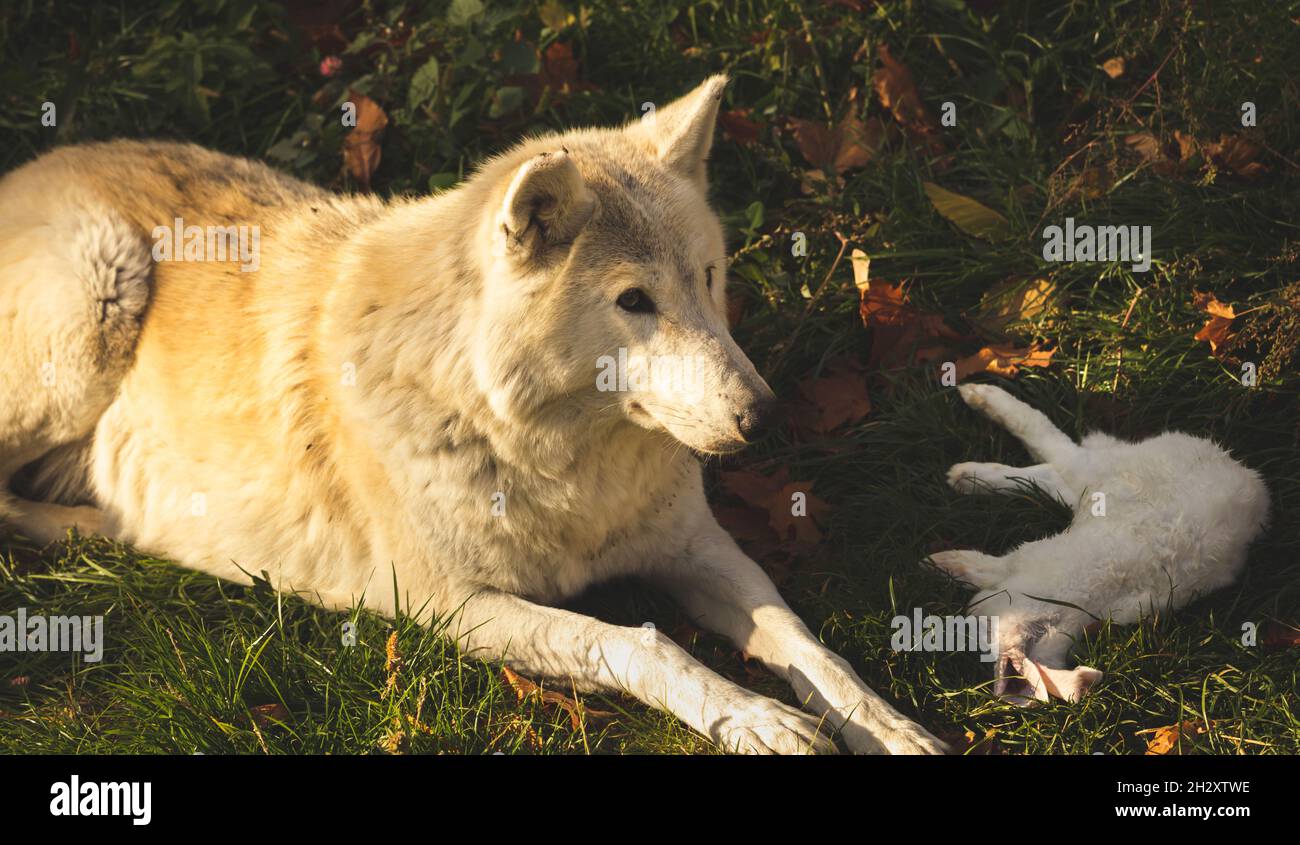 White wolf with rabbit in nature, in forest, canine predator with prey ...