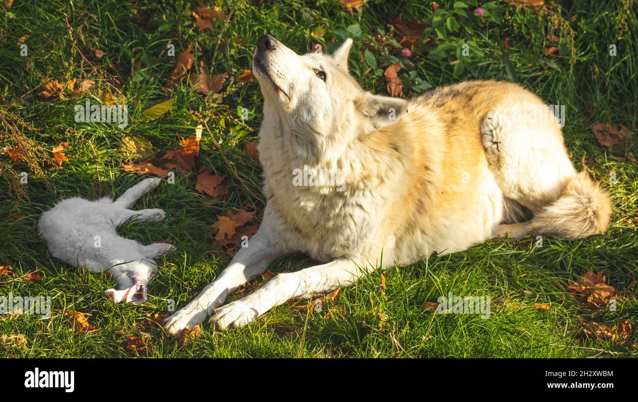 Close-up view white wolf with food white rabbit, predator catch his ...