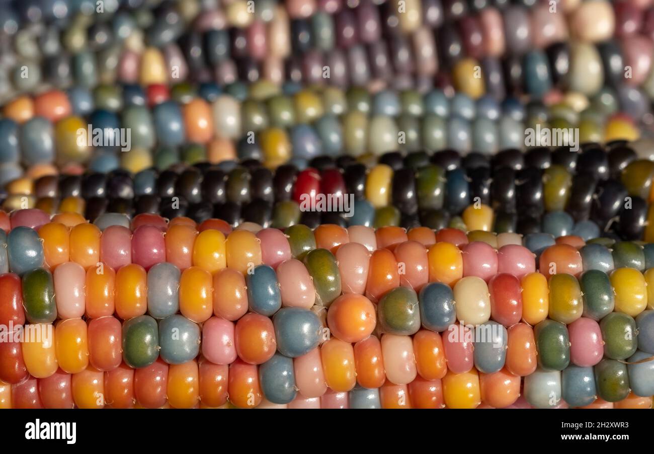 Macro photo of Zea Mays gem glass corn cobs with rainbow coloured ...