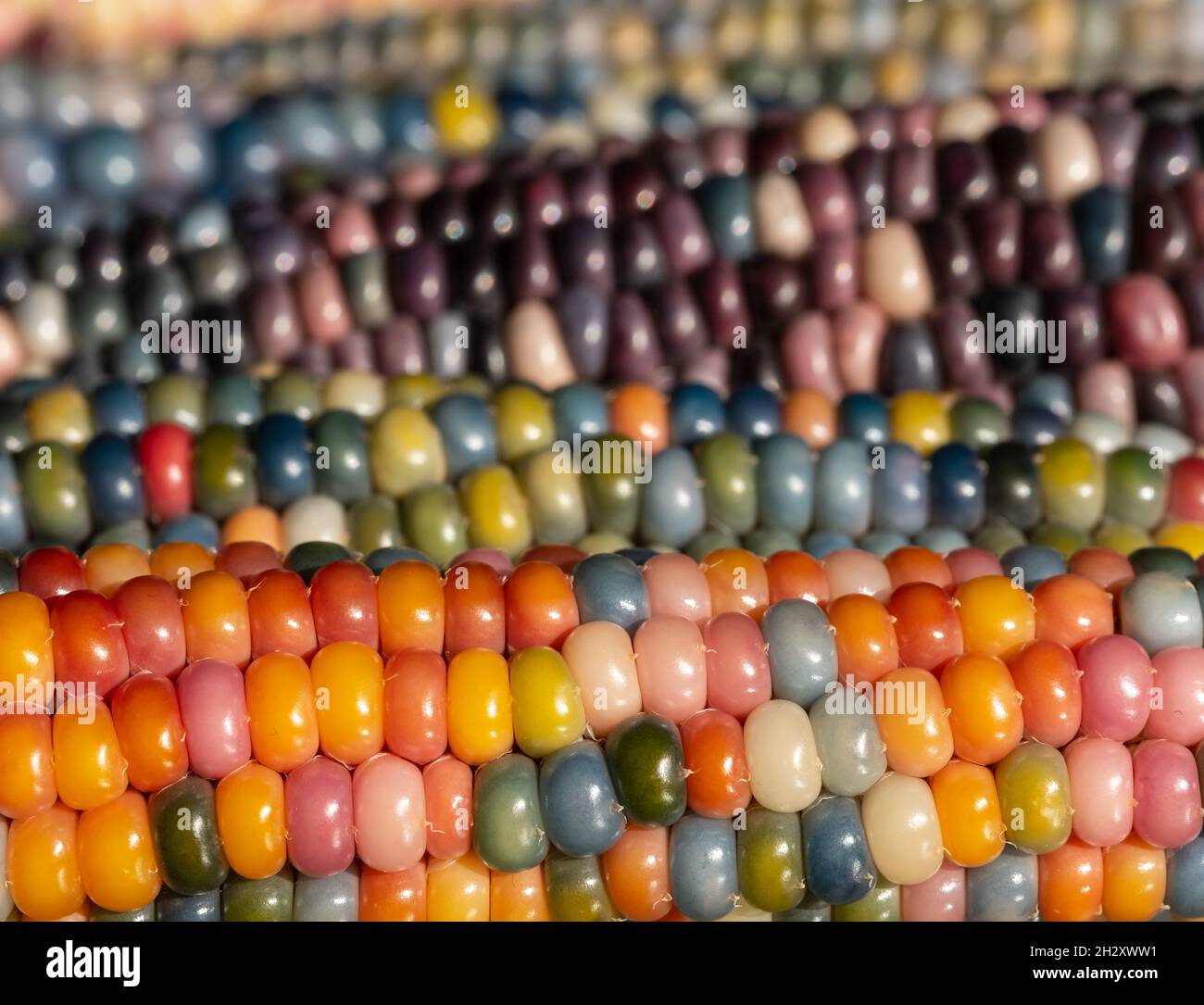 Macro photo of Zea Mays gem glass corn cobs with rainbow coloured ...