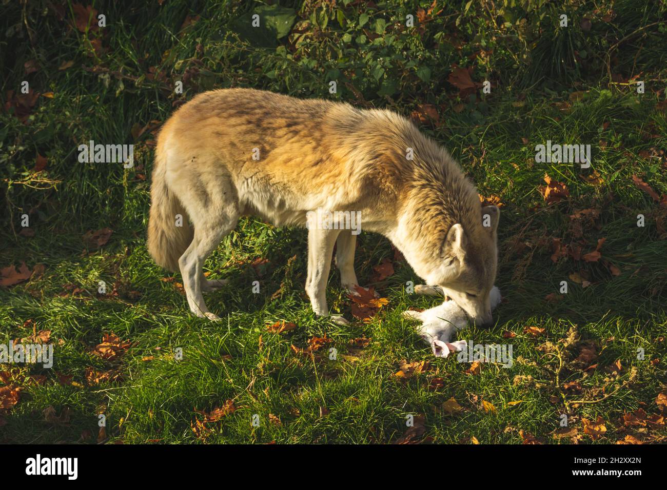 Wild white wolf with prey in forest in sunset lights background ...