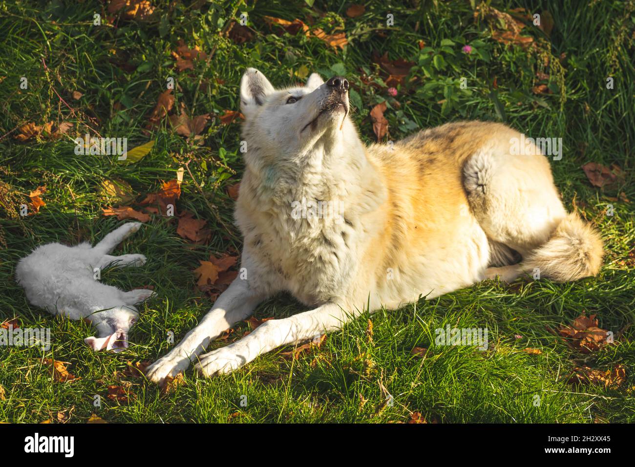 White wolf in forest with his prey rabbit on the ground sunset light ...