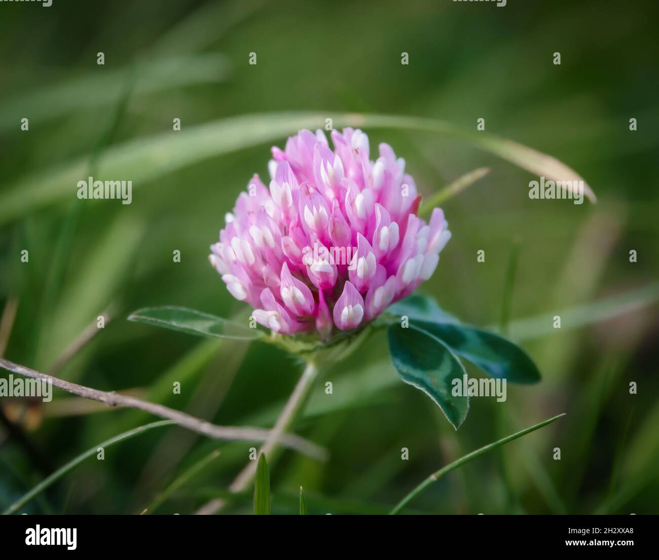 close up of a beautiful Pink Clover flower (Trifolium pratense) in ...
