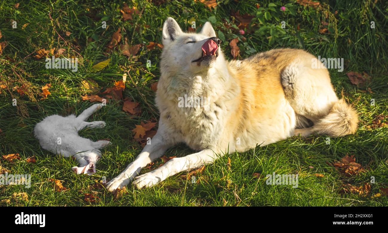 White wolf with food in nature in forest. Wolf after hunting with his ...