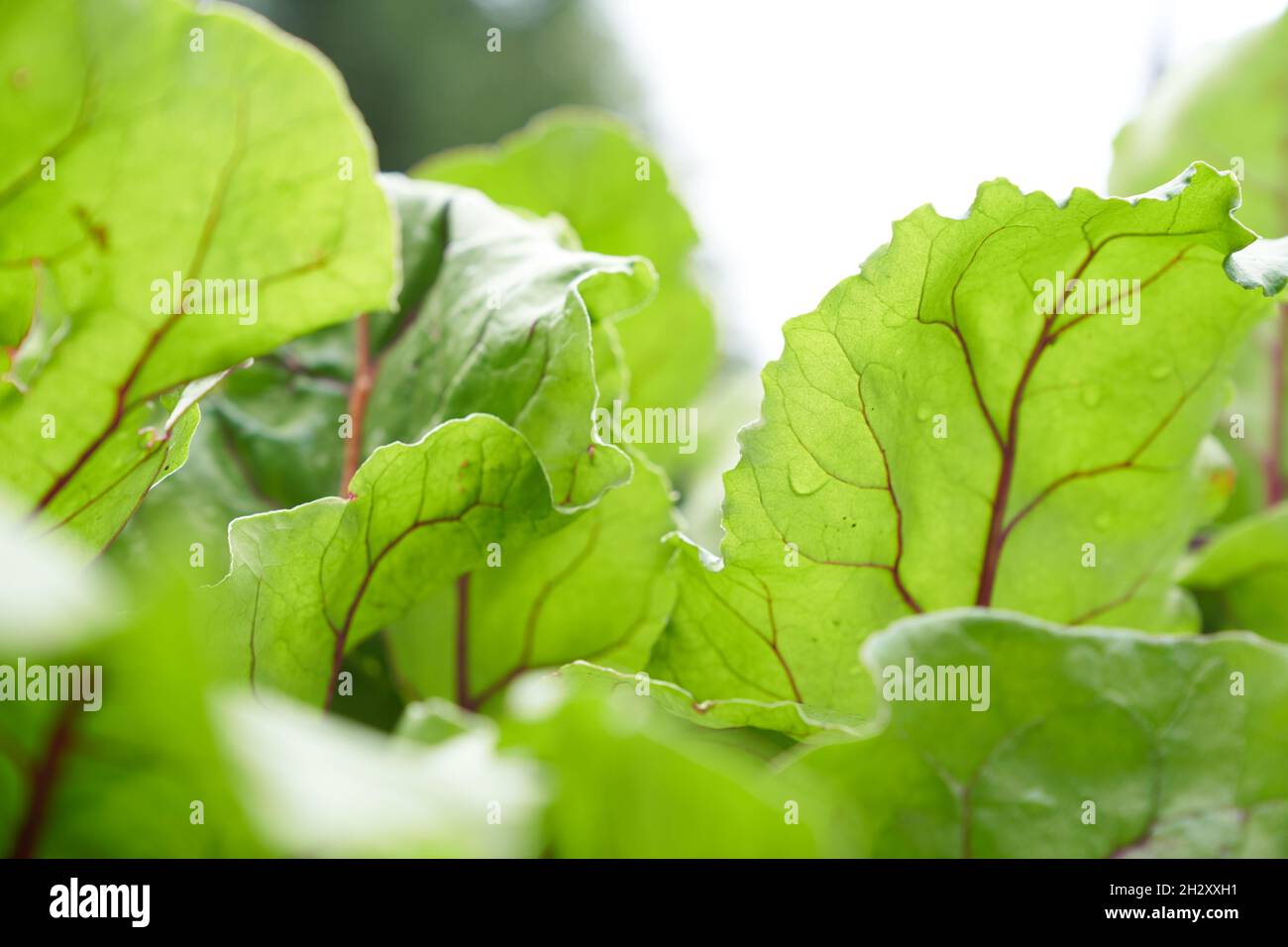 Seedling sugar beet crop hi-res stock photography and images - Alamy