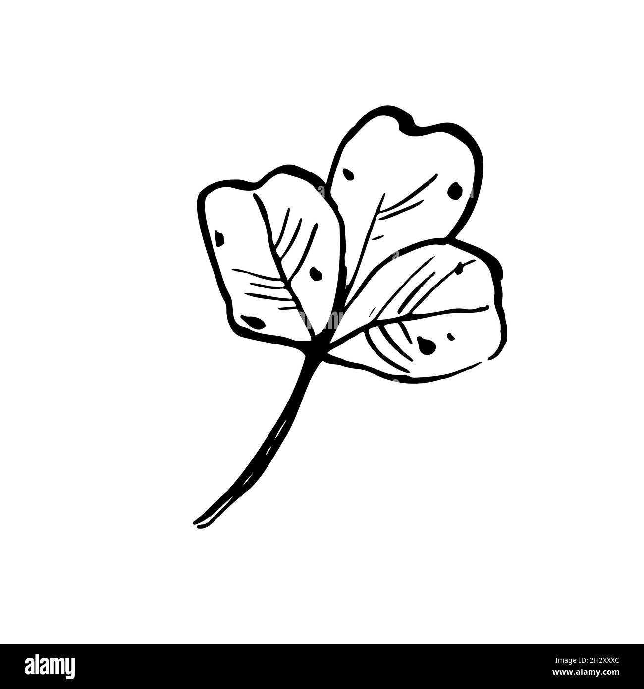 Summer sketch outline clover leaf. Hand-drawn line texture herb on ...