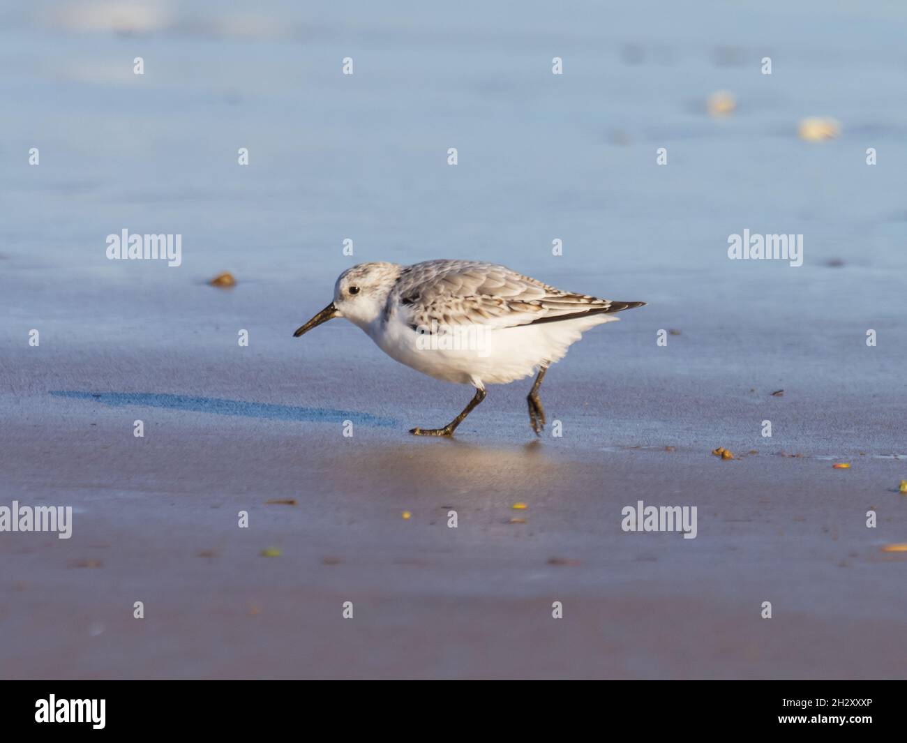 Calidris alba, Sanderling, feeding on the beach at RSPB Titchwell Marsh ...