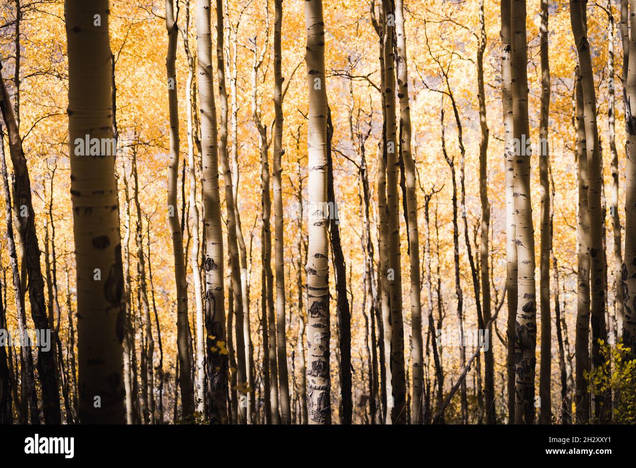 Aspen trees during fall in Vail, Colorado Stock Photo - Alamy