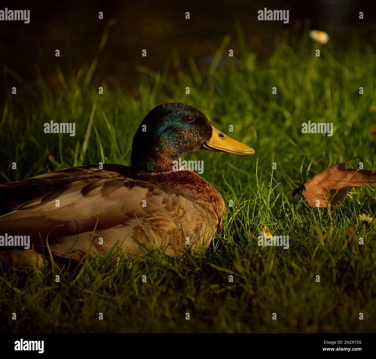 FRANCE. INDRE-ET-LOIRE (37) THE CLOS LUCE CASTLE, FORMERLY KNOWN AS THE ...