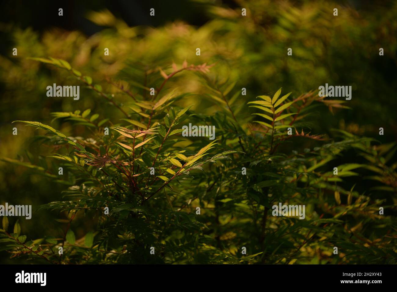 FRANCE. INDRE-ET-LOIRE (37) THE CLOS LUCE CASTLE, FORMERLY KNOWN AS THE ...