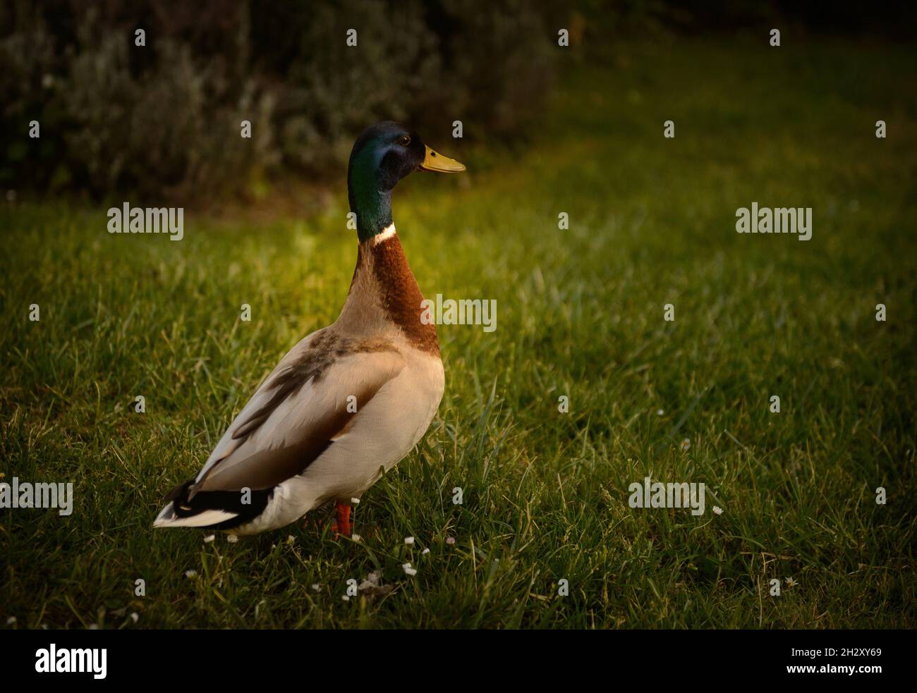 FRANCE. INDRE-ET-LOIRE (37) THE CLOS LUCA© CASTLE, FORMERLY KNOWN AS ...
