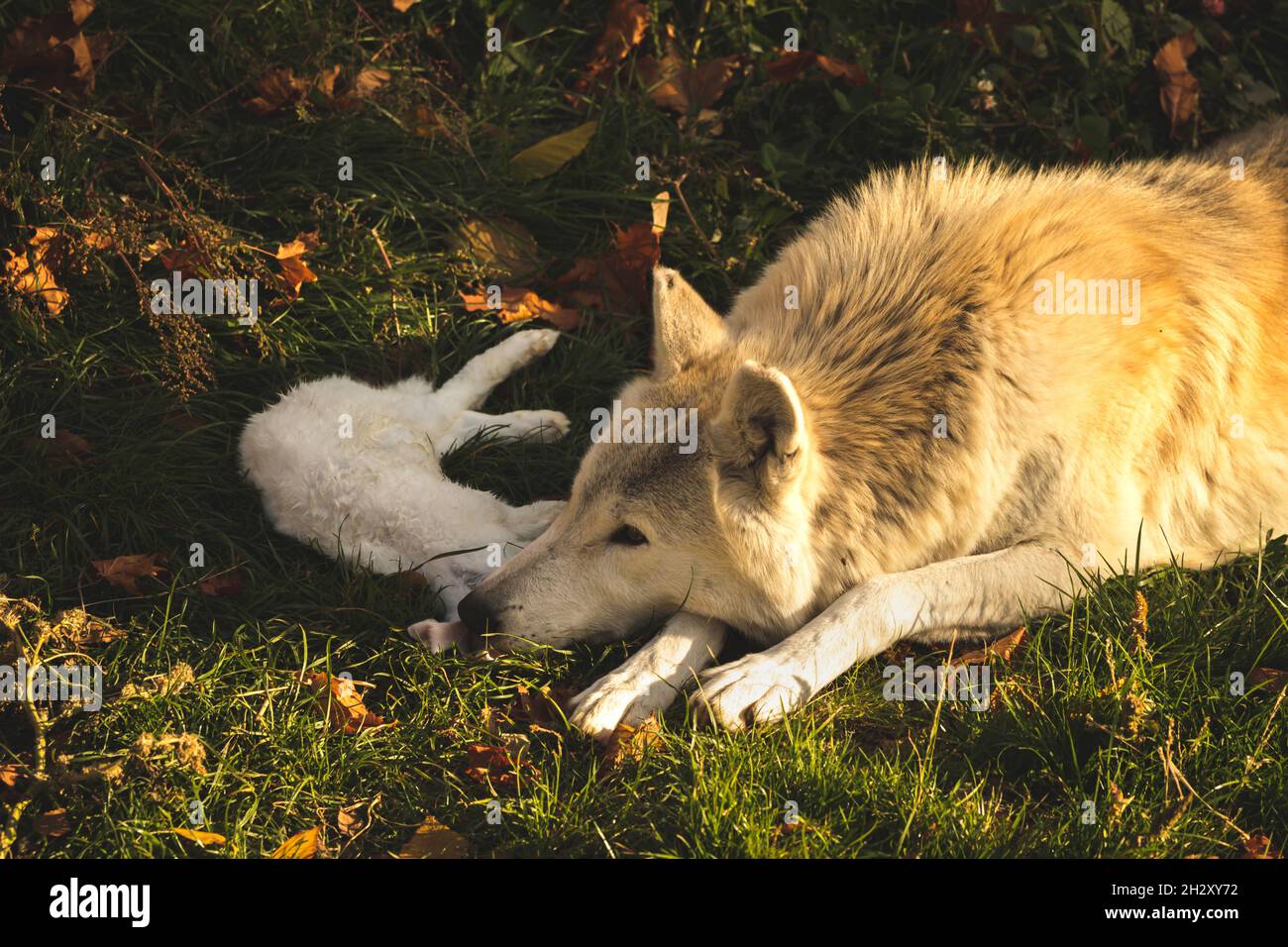 White wolf with rabbit in forest, canine predator with prey, danger ...