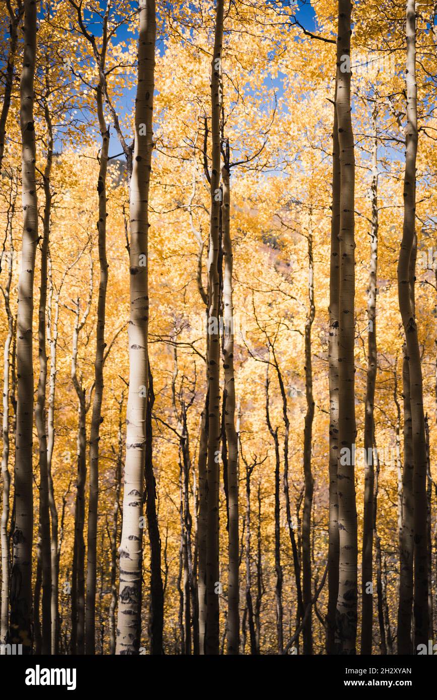 Aspen trees during fall in Vail, Colorado Stock Photo - Alamy