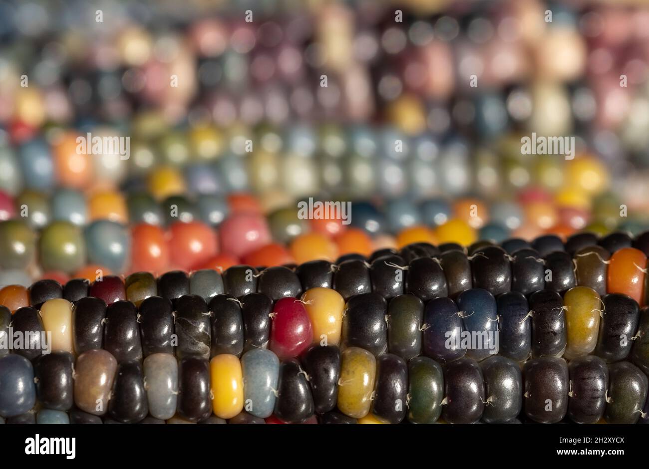 Macro photo of Zea Mays gem glass corn cobs with rainbow coloured ...