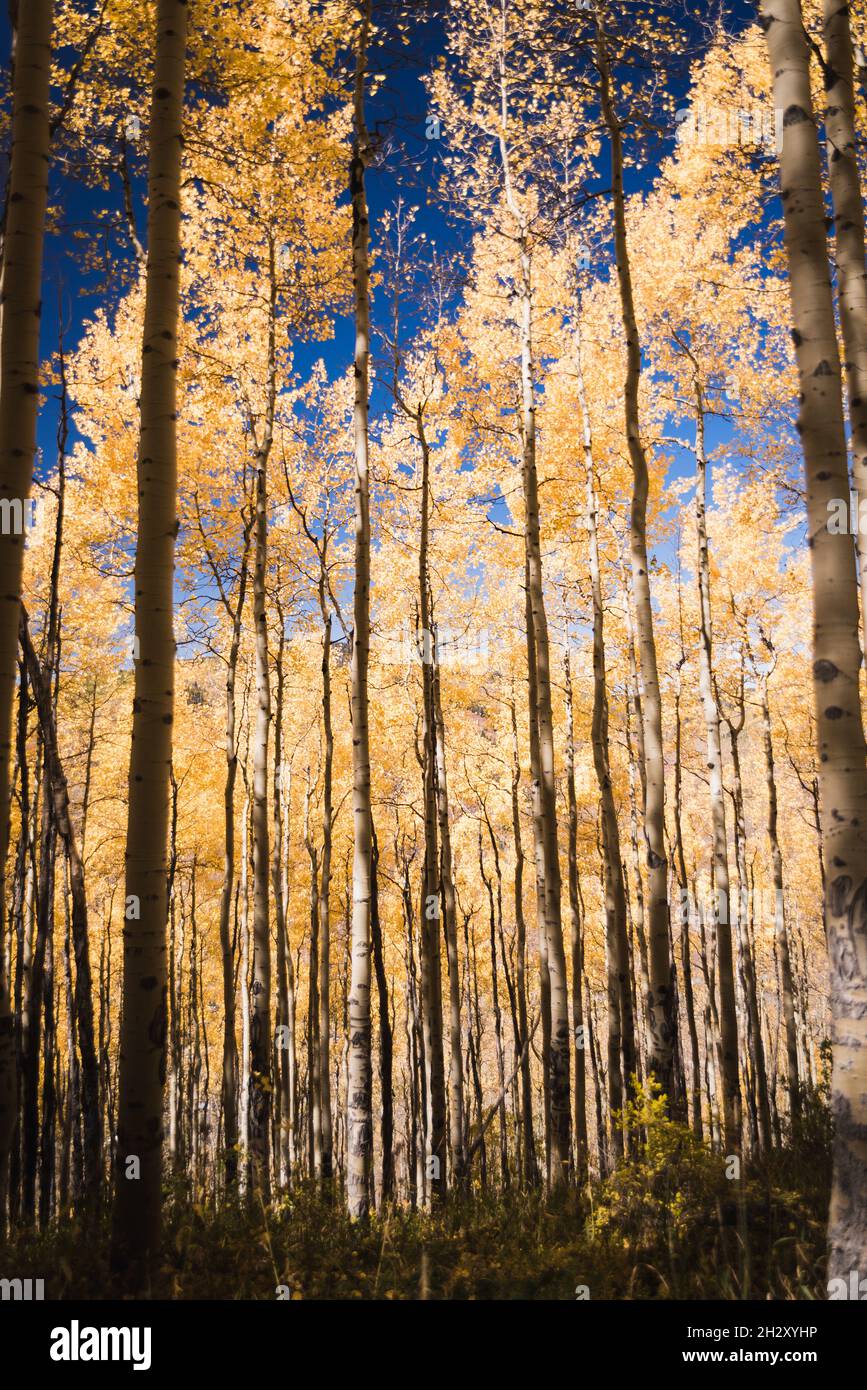 Aspen trees during fall in Vail, Colorado Stock Photo - Alamy