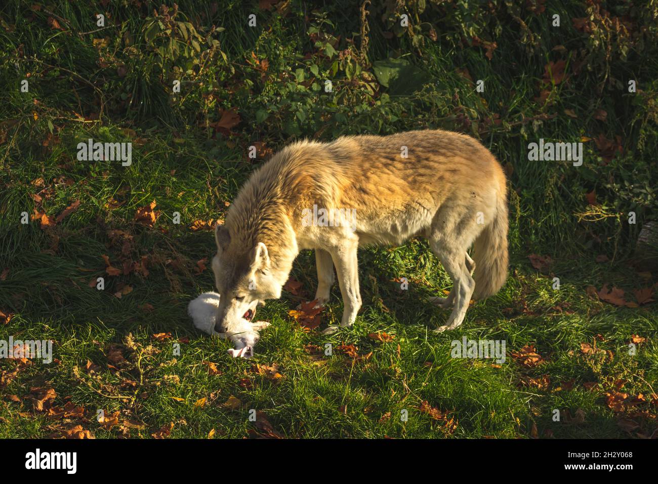 Arctic Wolves On A Hunter