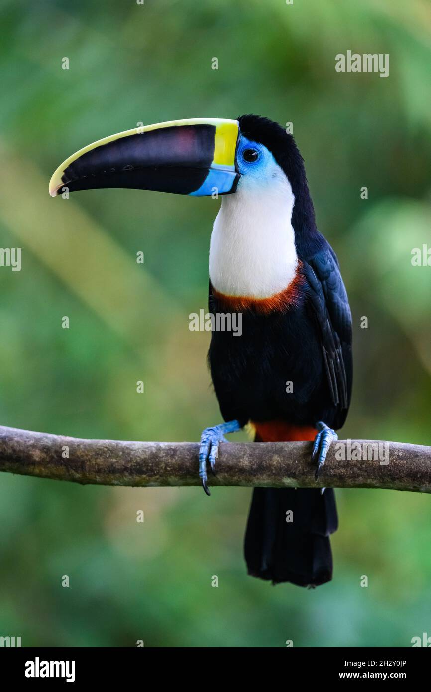 Ramphastos tucanus tucanus hi-res stock photography and images - Alamy