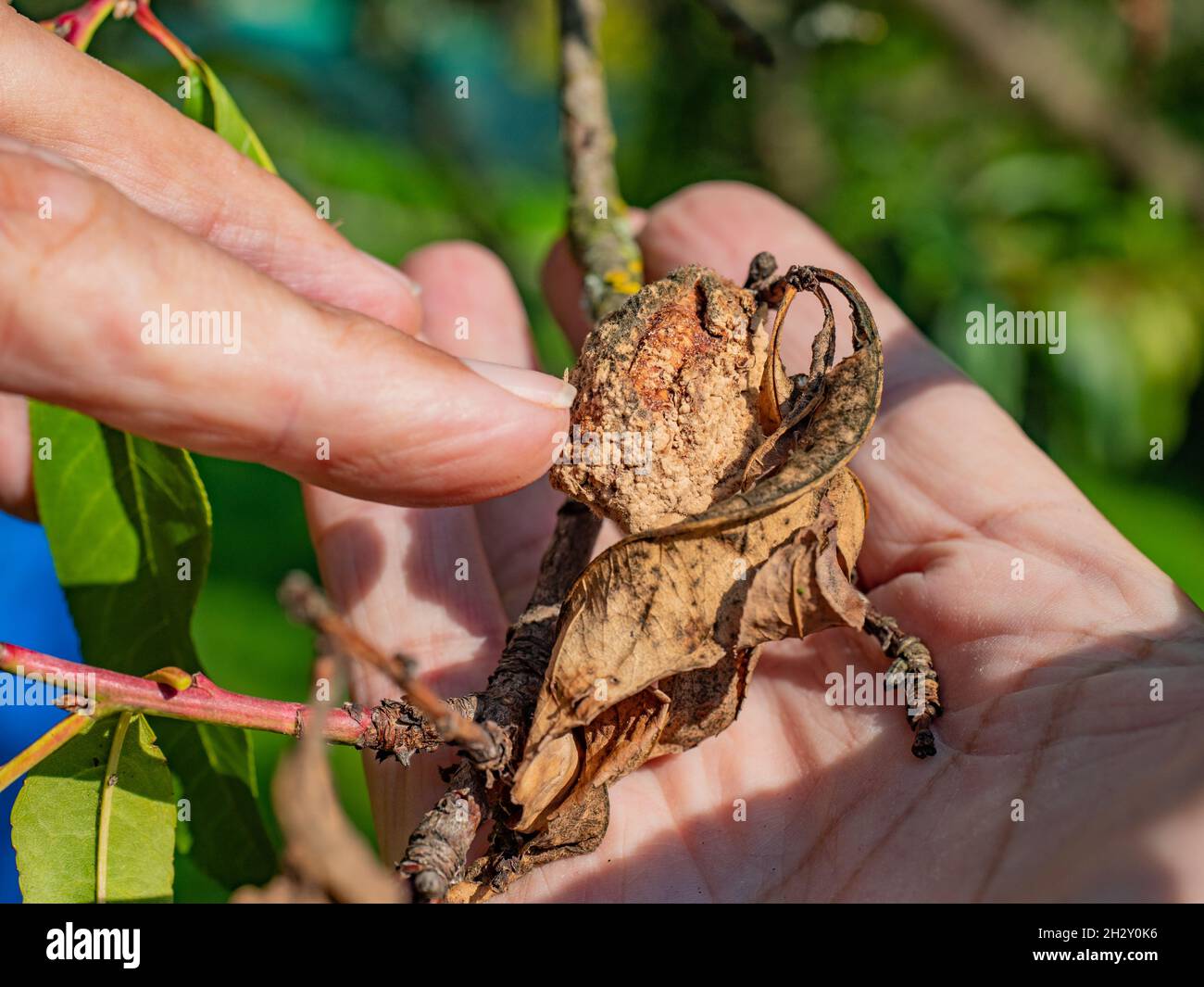 Farmer shows the rotten peach on a branch. Peach tree diseases of fungi ...