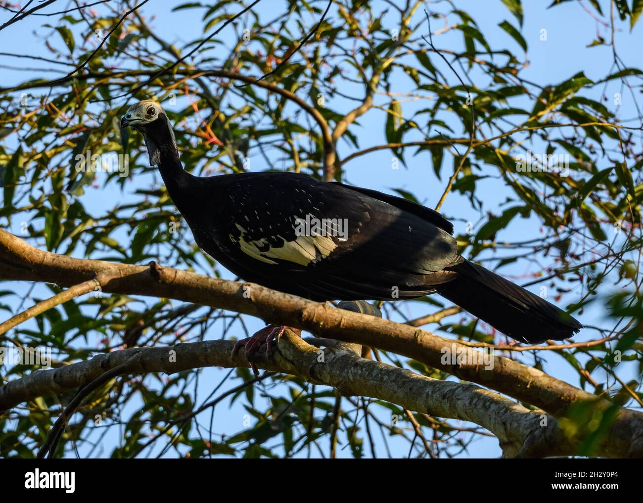A Blue-throated Piping-Guan (Pipile cumanensis) on a tree. Cuzco, Peru, South America Stock ...