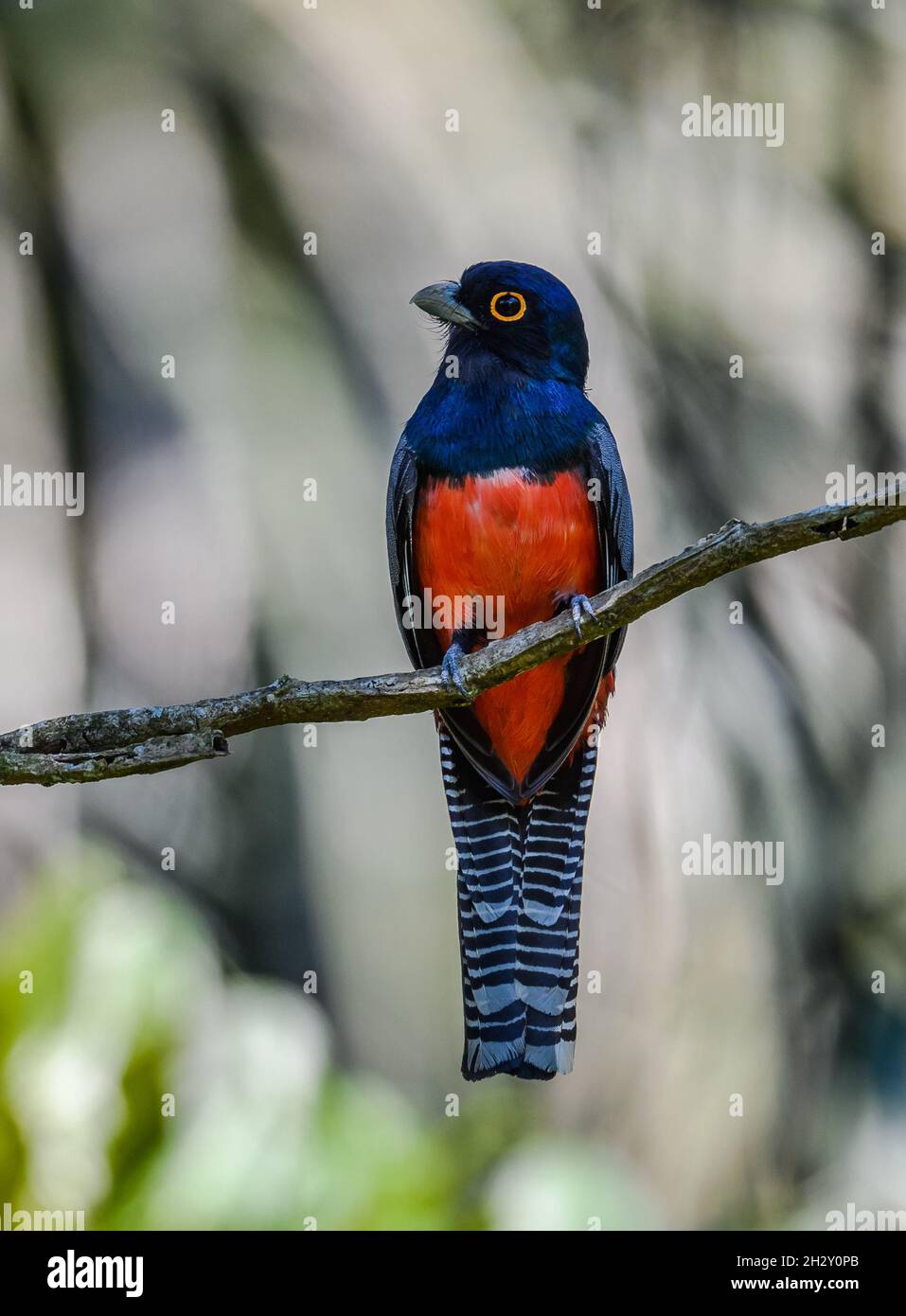 Blue crowned trogon trogon hi-res stock photography and images - Alamy