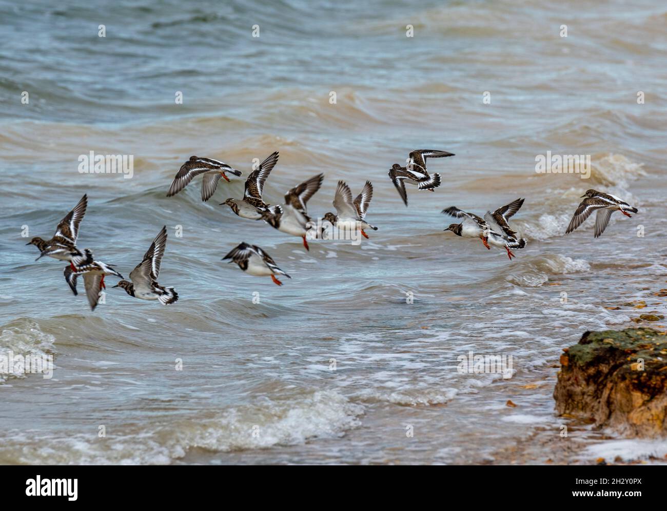 Turnstone wading birds in flight above breaking waves Stock Photo - Alamy
