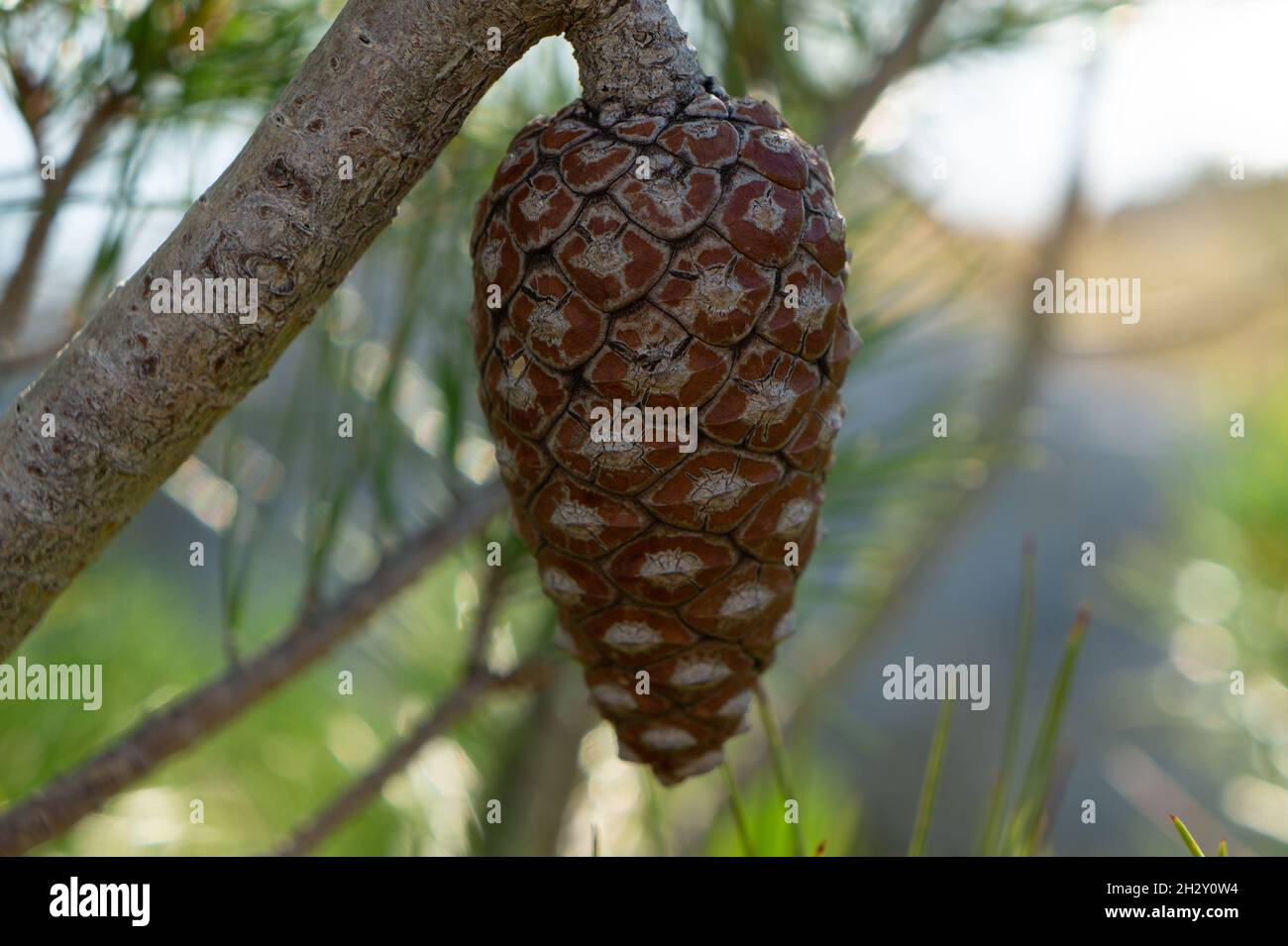 Cone nature hi-res stock photography and images - Alamy