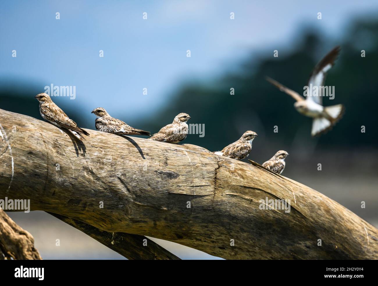 Sand-colored Nighthawks (Chordeiles rupestris) resting on a tree trunk ...