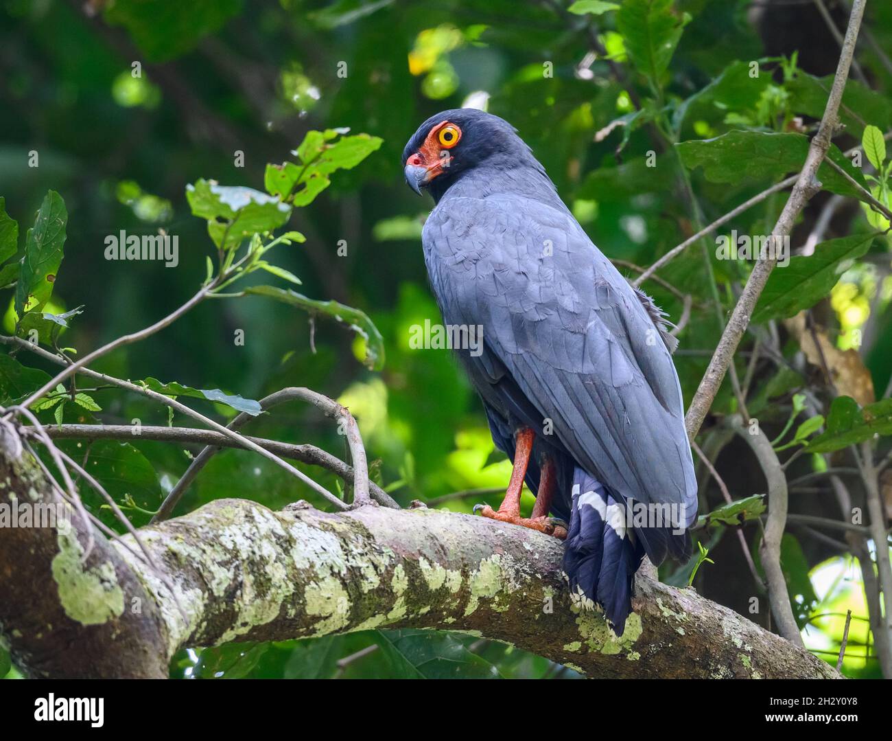 Buteogallus schistaceus hi-res stock photography and images - Alamy