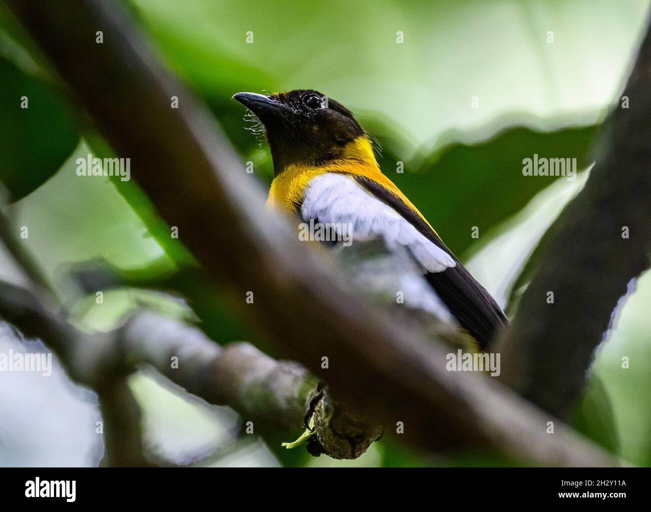Lanio versicolor hi-res stock photography and images - Alamy