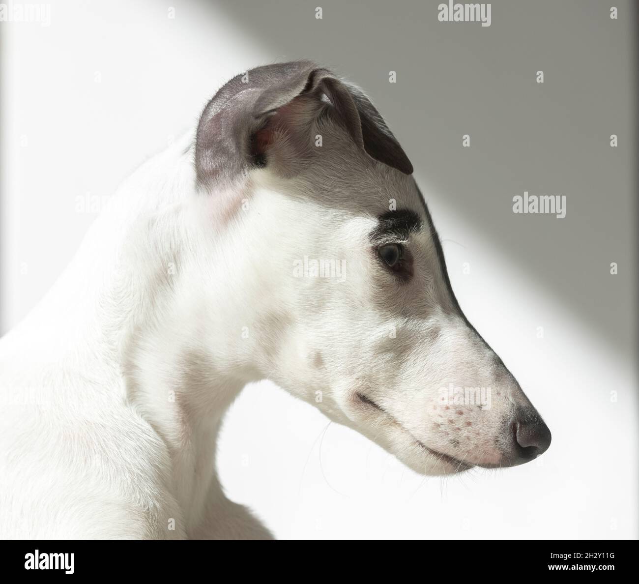 Cute pet whippet puppy posing Stock Photo - Alamy