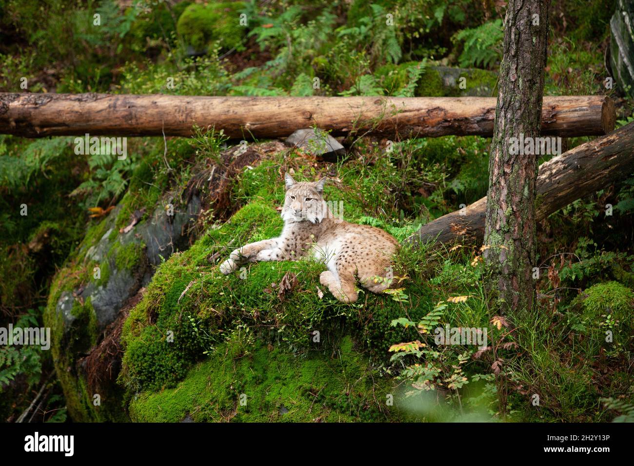 Wild cat Lynx (Lynx lynx) Bobcat in the forest Stock Photo - Alamy